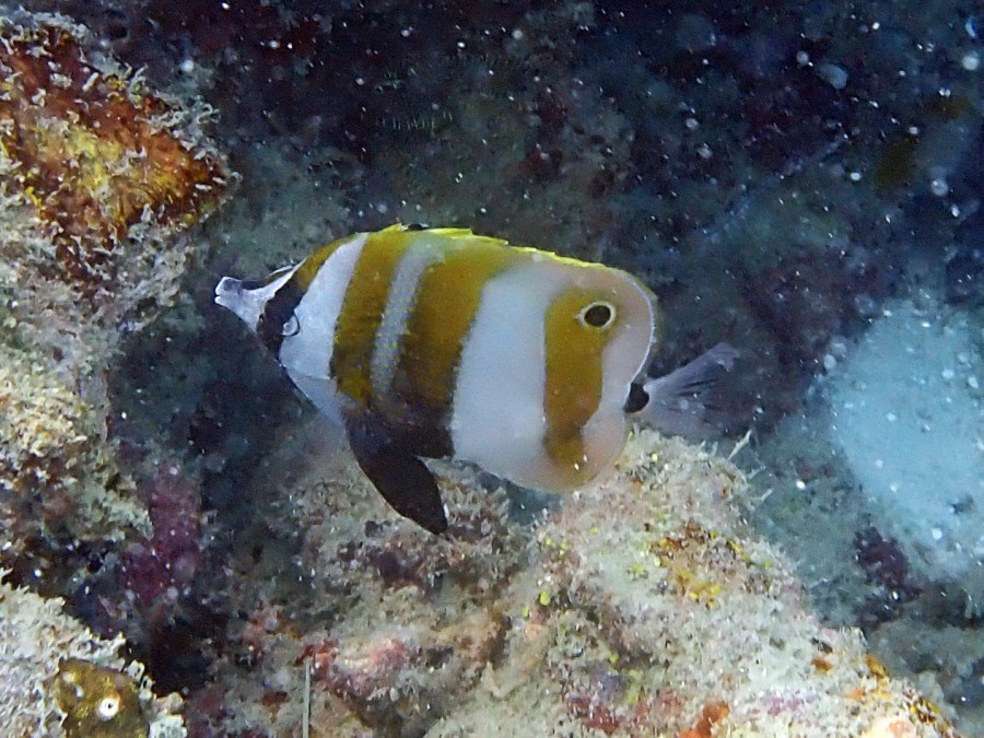 divelogs - amuljadi71s Fotos