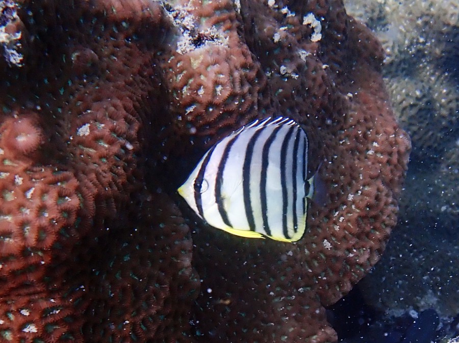 divelogs - amuljadi71s Fotos